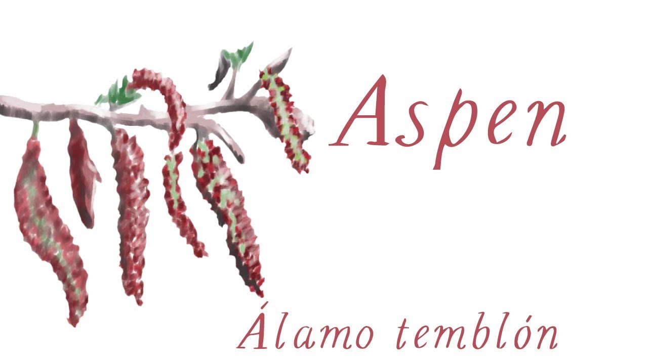 Flores de Bach: Aspen - Álamo temblón | Flores de Bach Center - YouTube