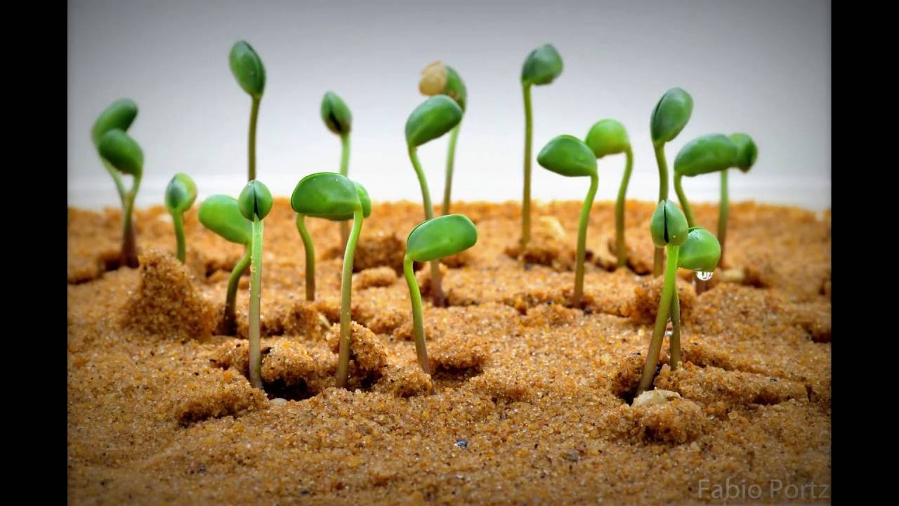 Germinación de Soja - YouTube