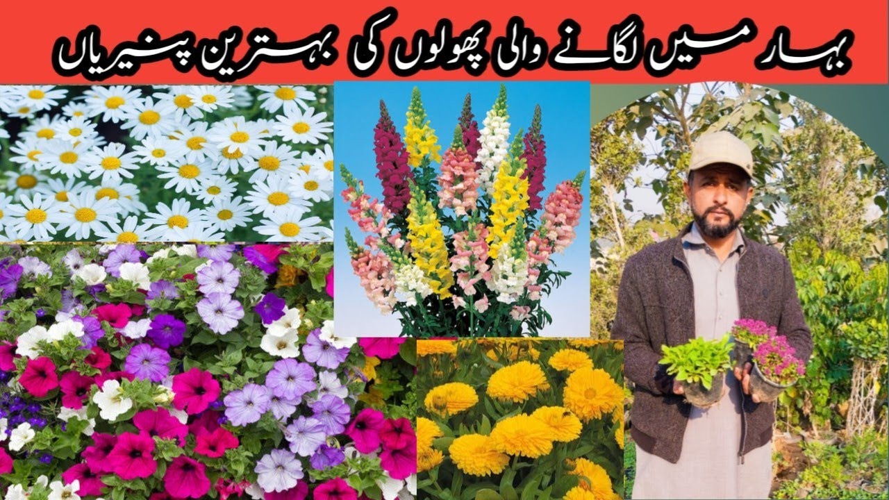 Spring Season 2025 Flowers Seedling | Spring Flowers in Pakistan ...