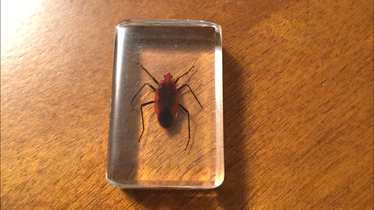 Gutta Bug / Lakeshore - YouTube