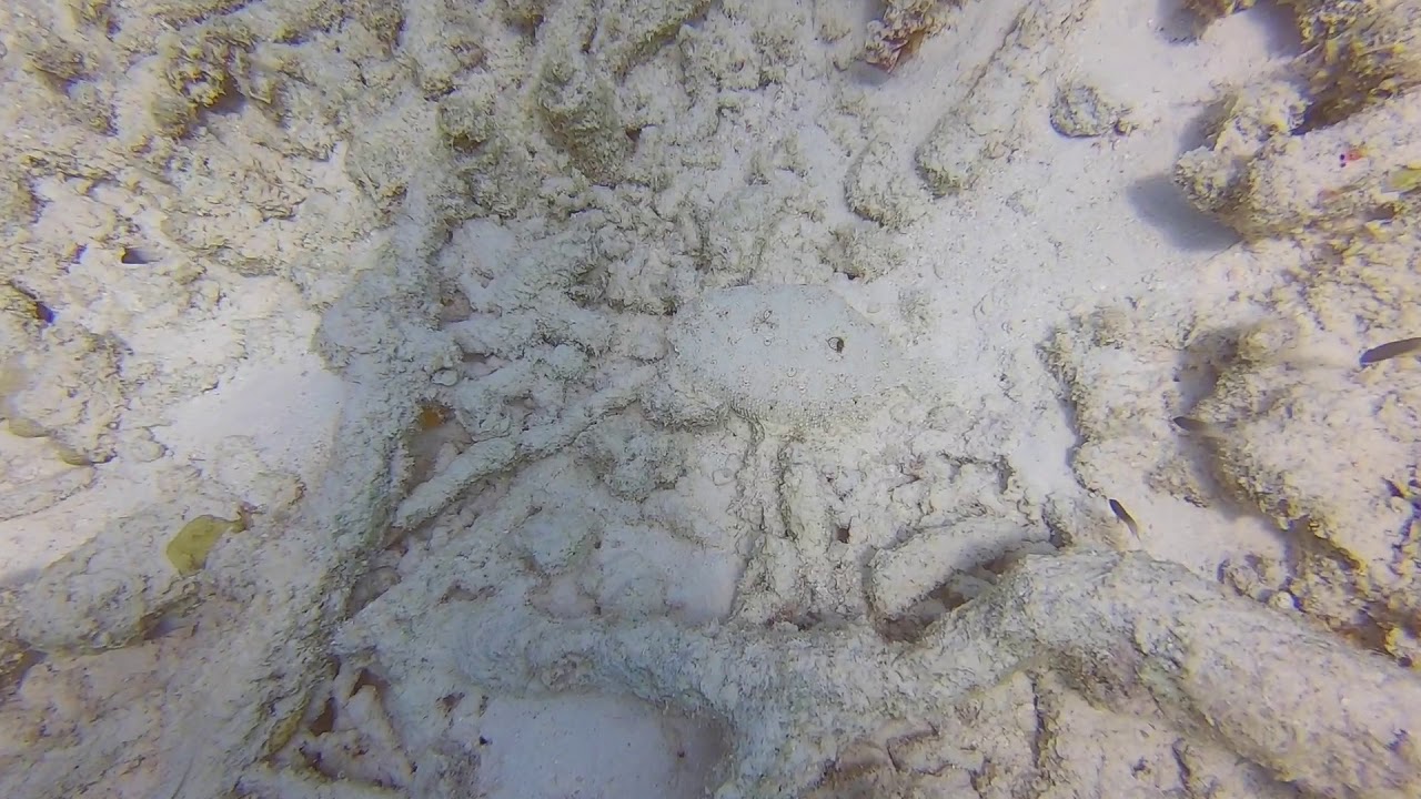 White Flounder - YouTube