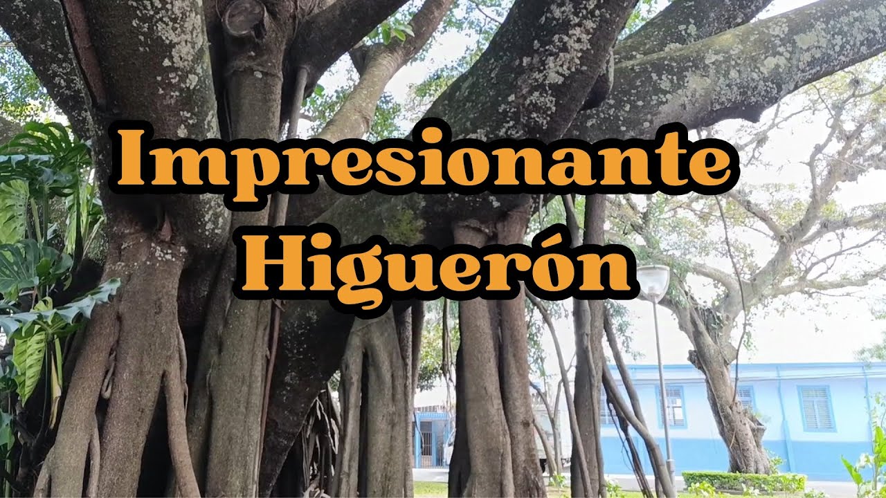 Conoces el Impresionante Árbol Higuerón (Ficus) 🌳🌿🪵 - YouTube