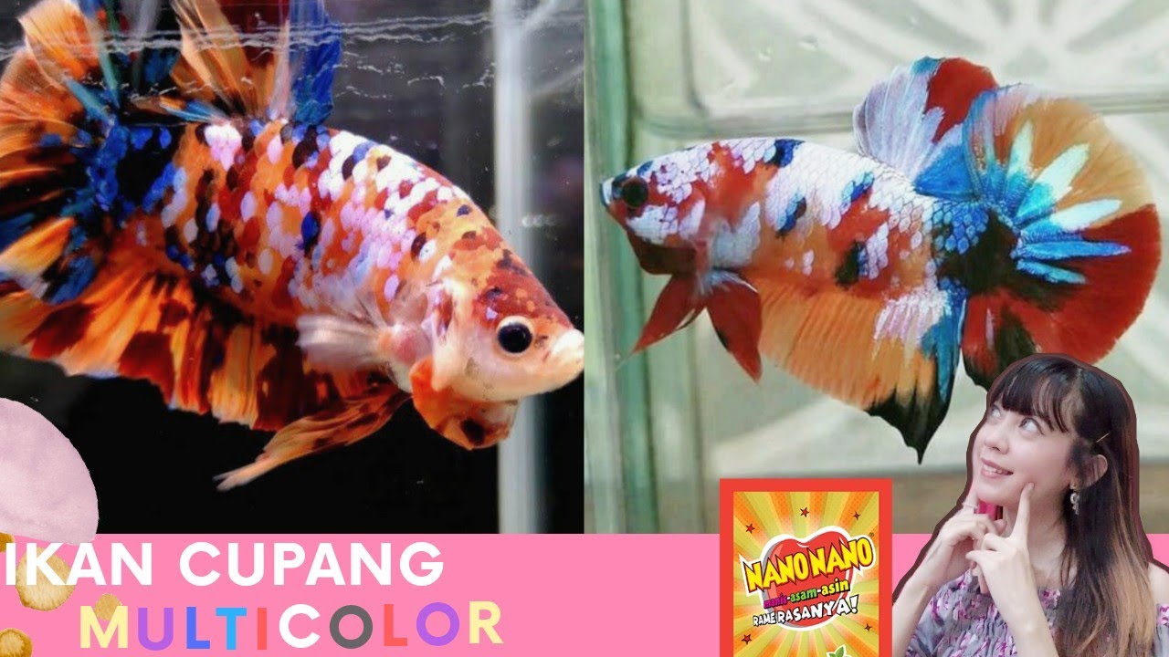 IKAN CUPANG MULTICOLOR GRADE TERBAIK | 5 TIPS AGAR WARNA IKAN CUPANG ...