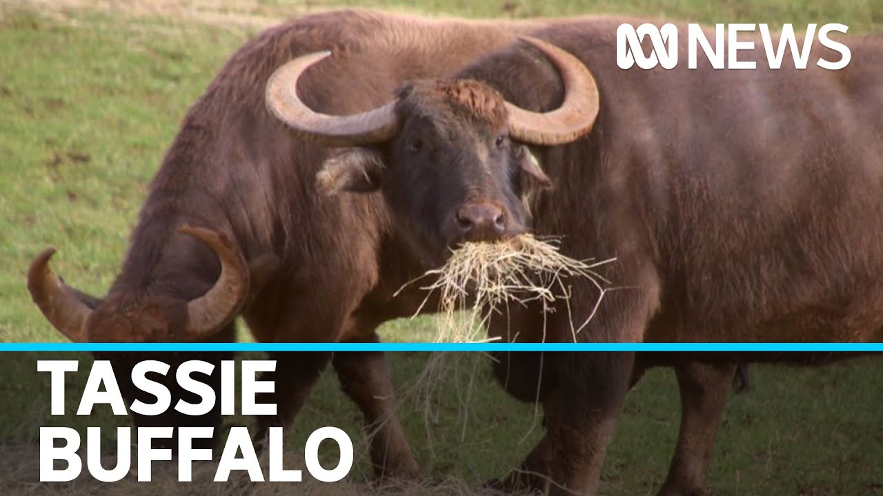 At just 3 years old, weighing 800kg, water buffalo have found their ...