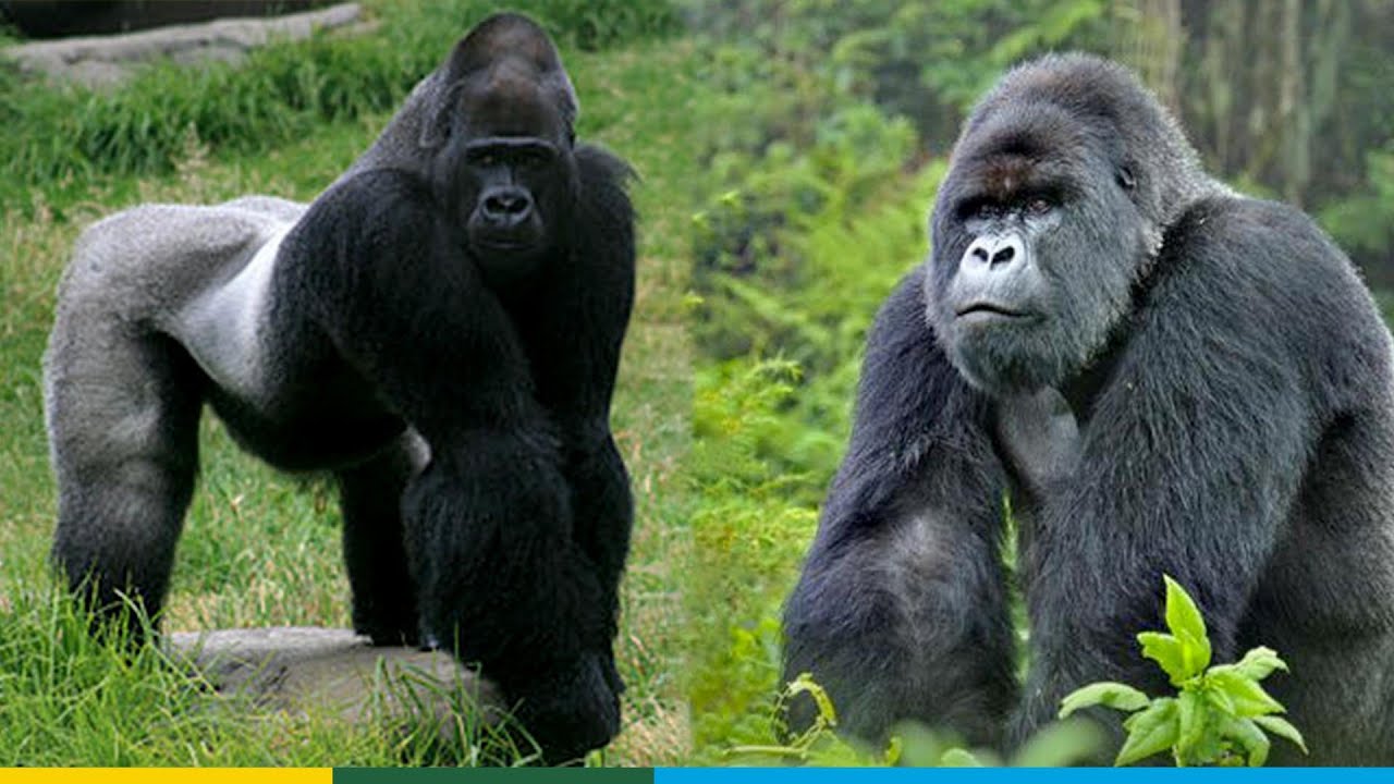 Ku Isi yose, ingagi ziba mu bihugu 3 gusa : U Rwanda, Uganda na DRC ...