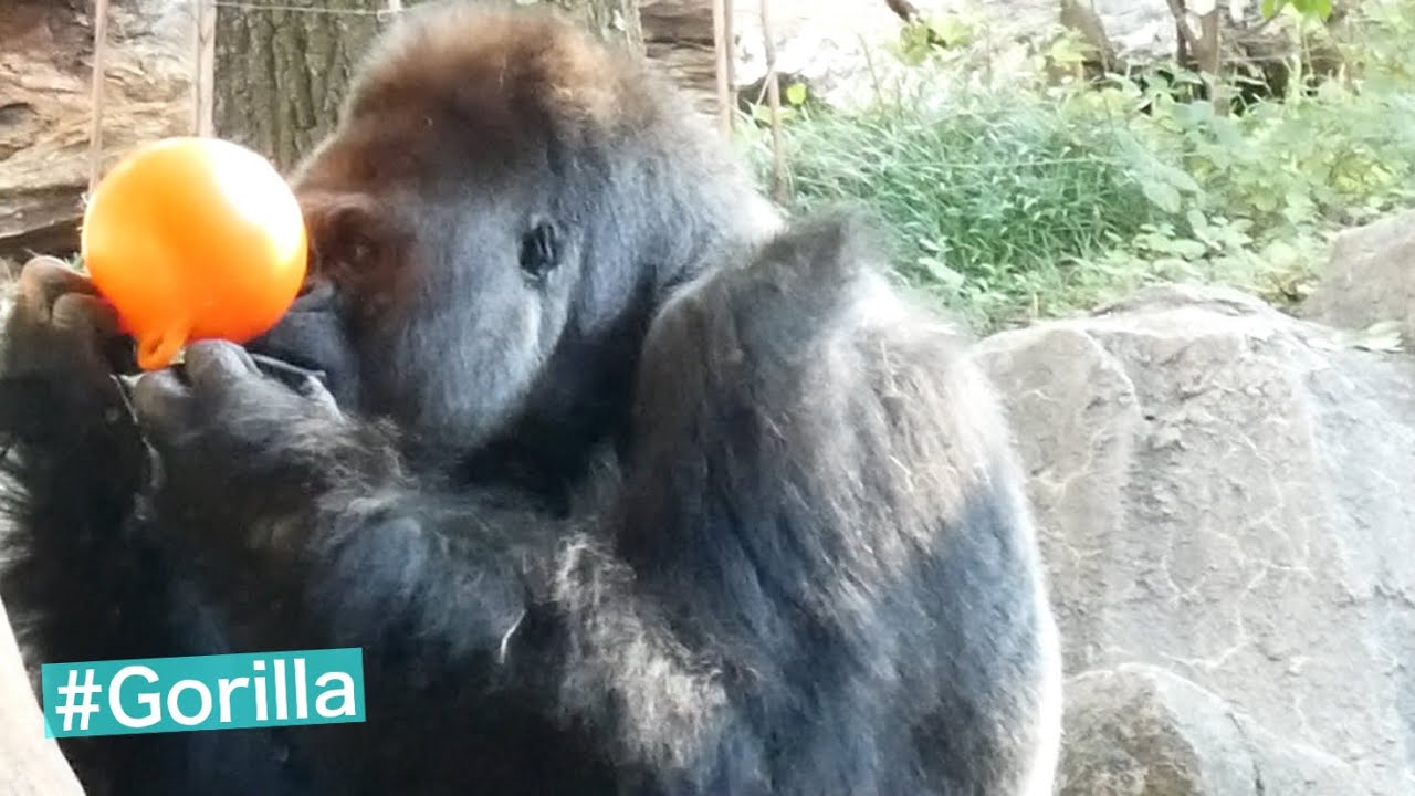 Silverback Gorilla Getting Food From Puzzle Feeder フィーダーからエサを食べるハオコ ...
