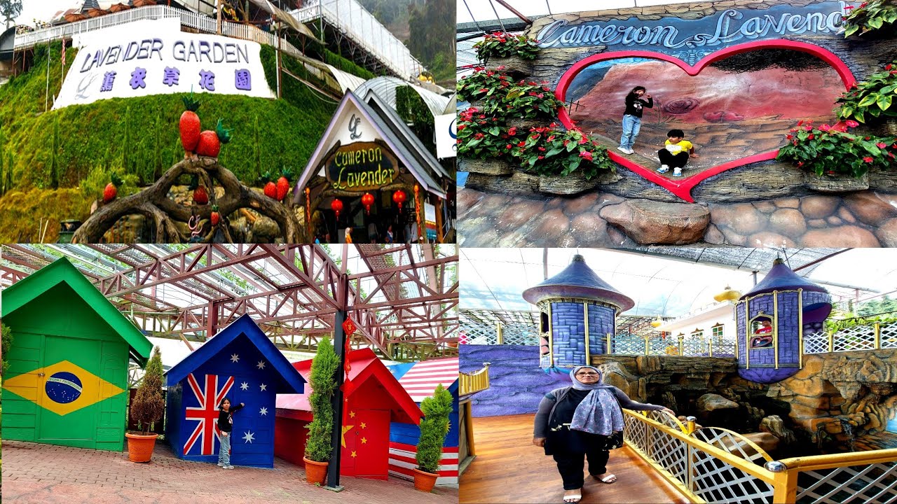 Must See Lavender Garden In Cameron Highland | Visit Lavender Garden ...