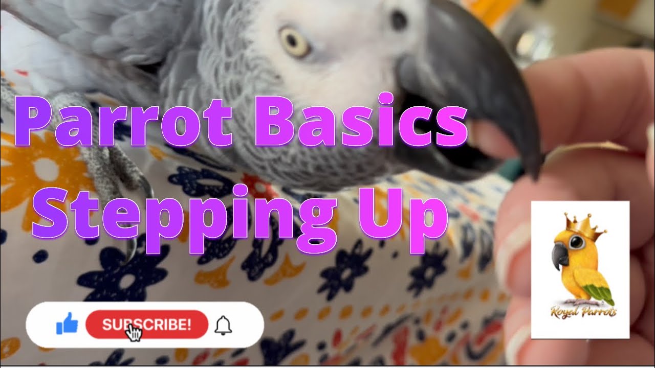 Parrot Basics - Stepping Up - YouTube