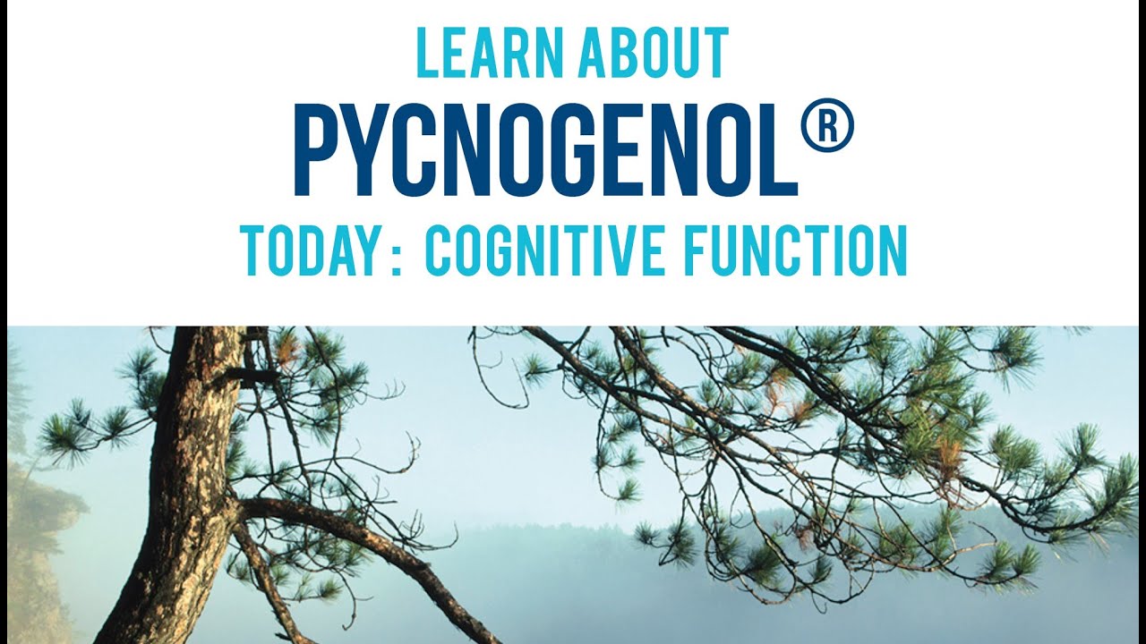 Pycnogenol® for Cognitive Function - Animated Infographic - YouTube