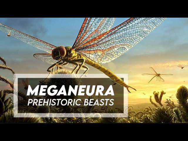 Meganeura Prehistoric Park