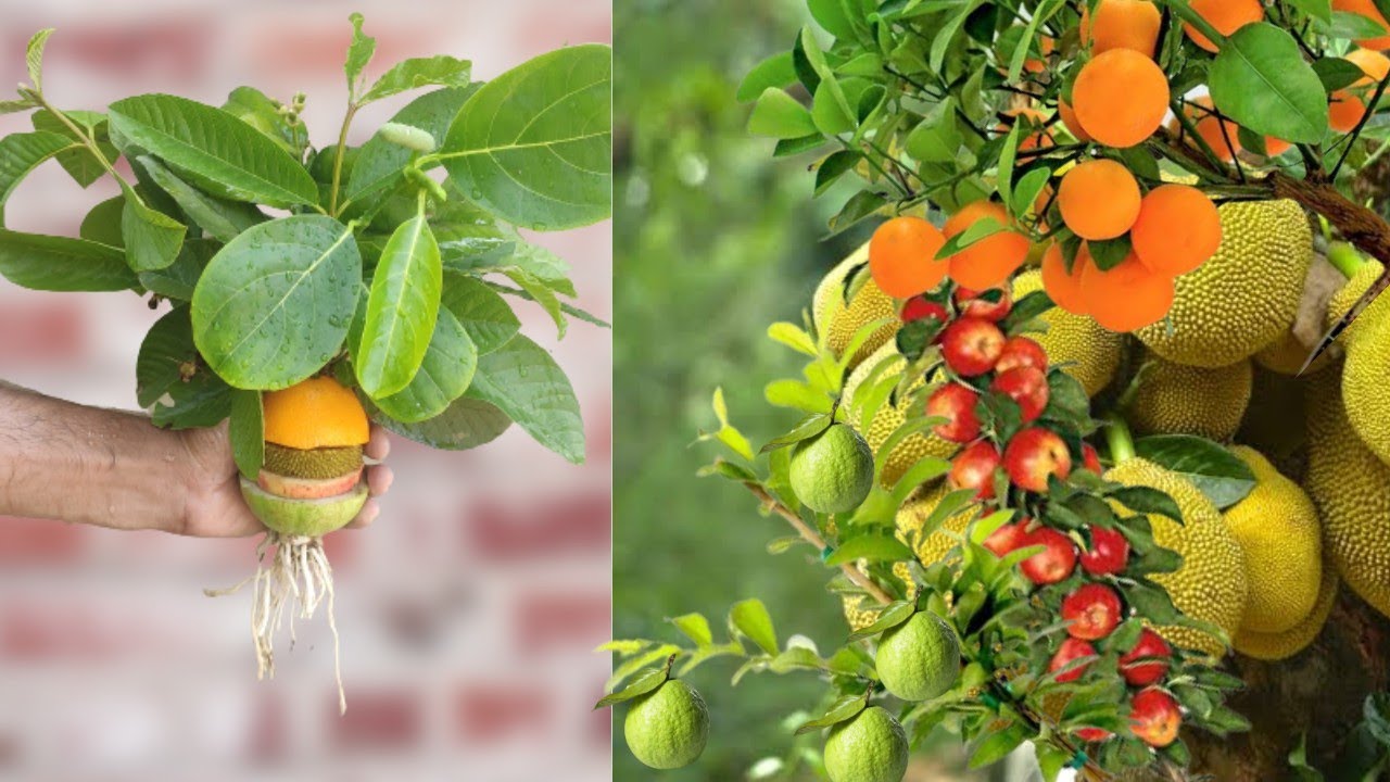 Different fruits on one tree apple guava jackfruit orange - YouTube