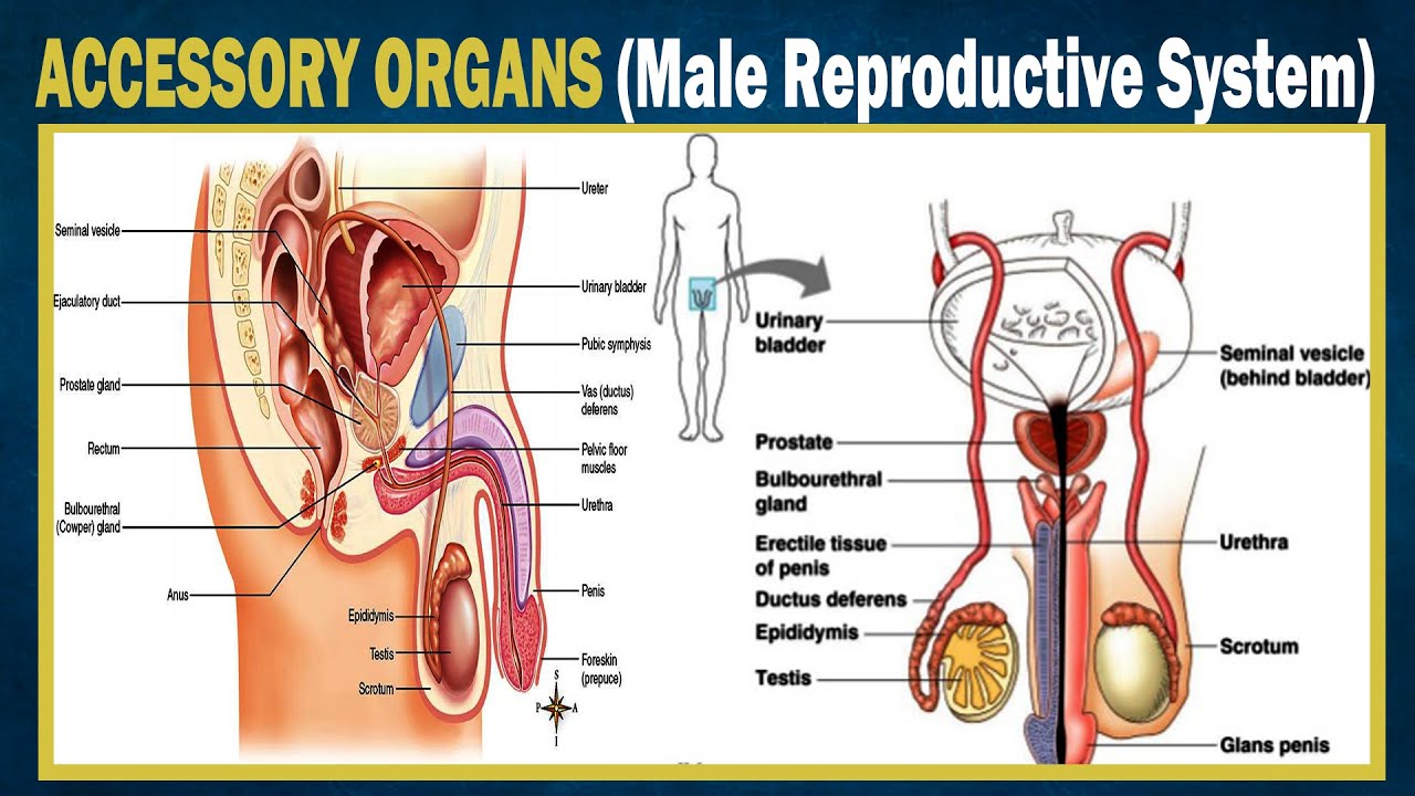 Lecture 30 Biology Class 12th Accessory Organs Male Reproduction