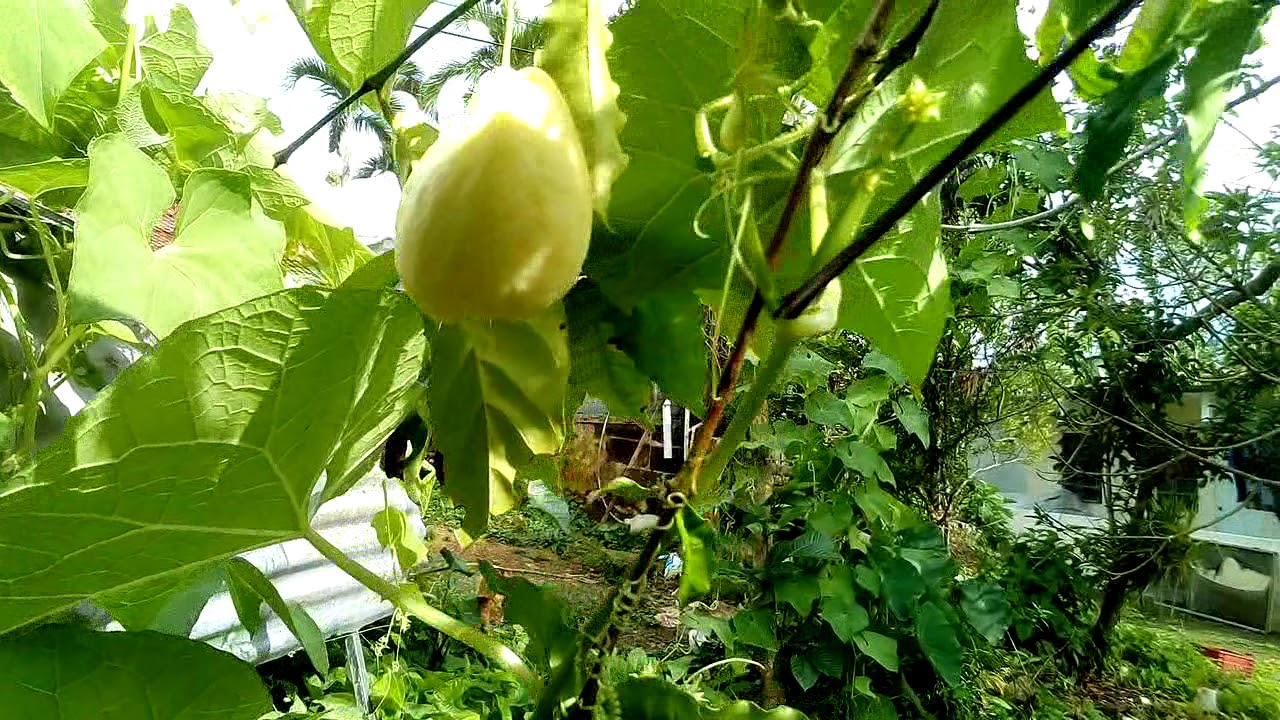 How to enjoy a chayote vine plant organics gardening survival good health - YouTube