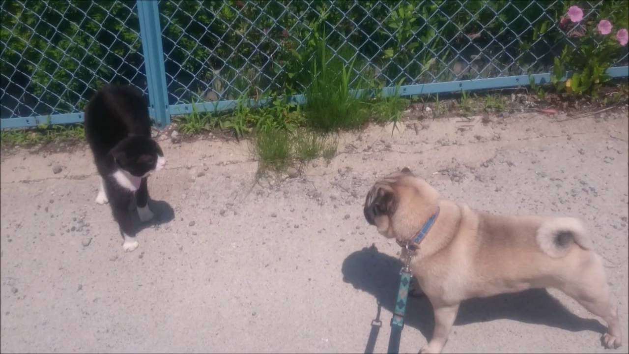 パグ 犬 ぶぅ おもしろ動画 「猫と遭遇」 Dog Pug - YouTube