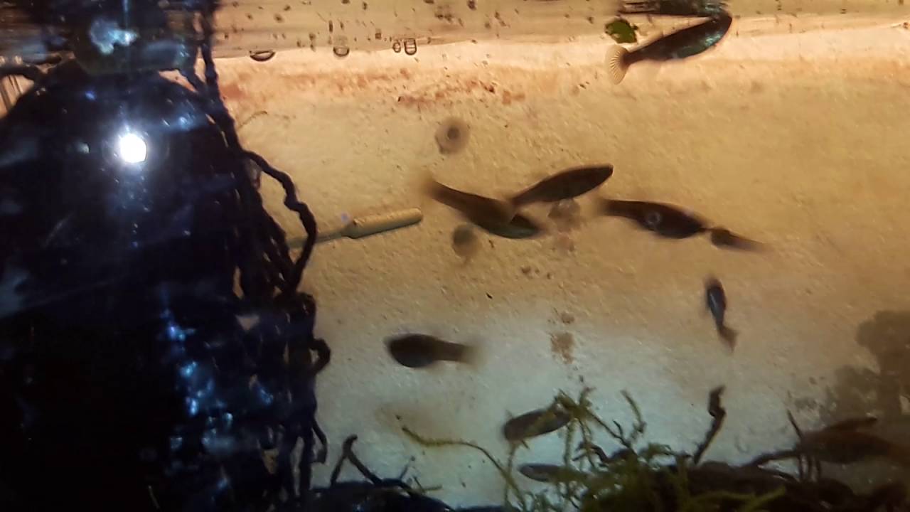 Aphanius dispar Al Arbaeen Lagoon ASC 2011-03 - YouTube
