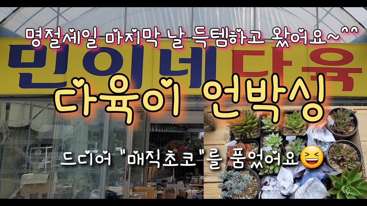 다육이 언박싱용인 민이네다육에서 명절세일 다육이들 데리고 왔어요~그리고 매직초코 다육이도 품었어요~😆 🌿succulent