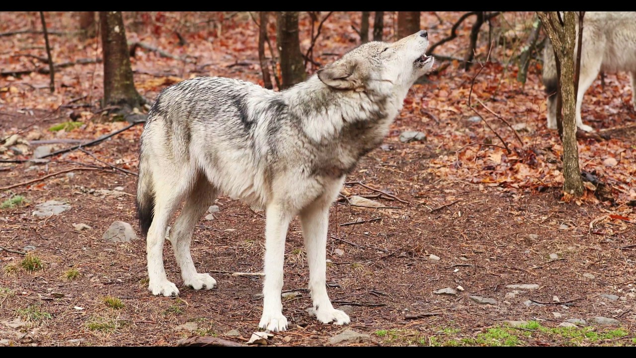 Howling Wolf - YouTube