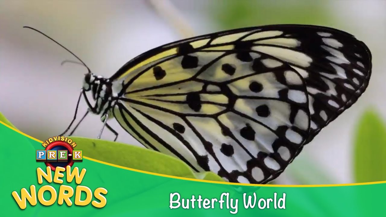 Butterfly World | New Words | KidVision Pre-K - YouTube