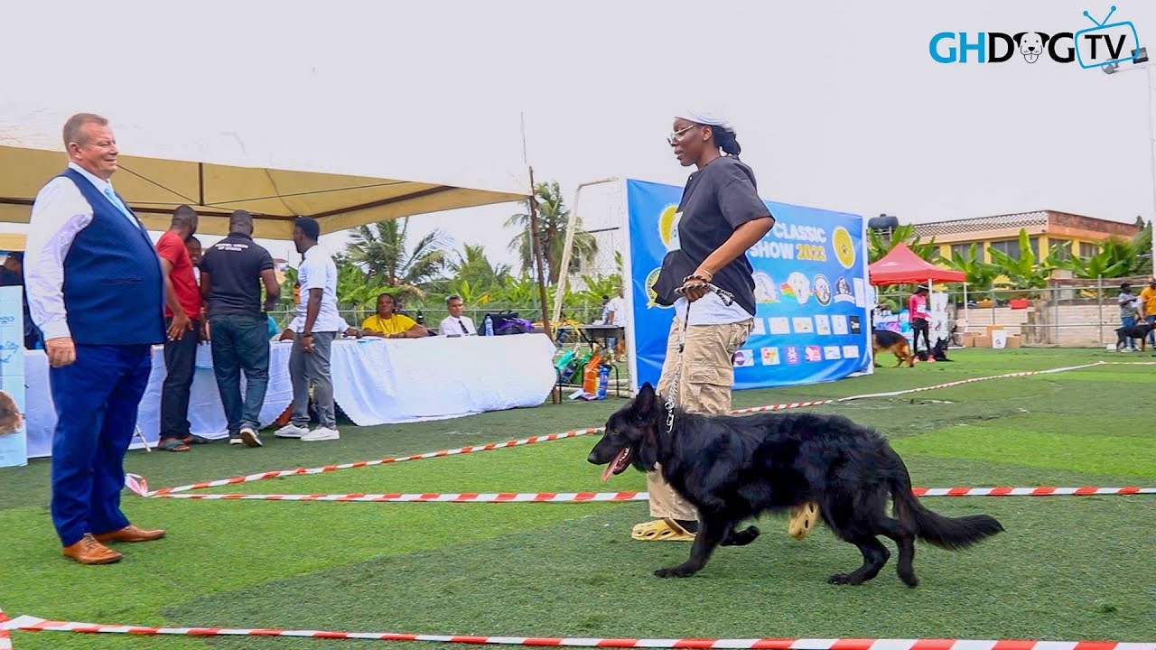 Black German Shepherd enters show ring at August Classic Dog Show - YouTube