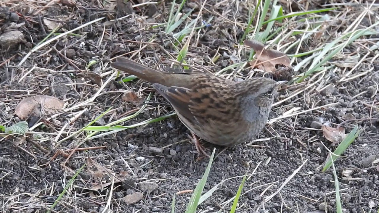 Passera scopaiola (Prunella modularis) - YouTube