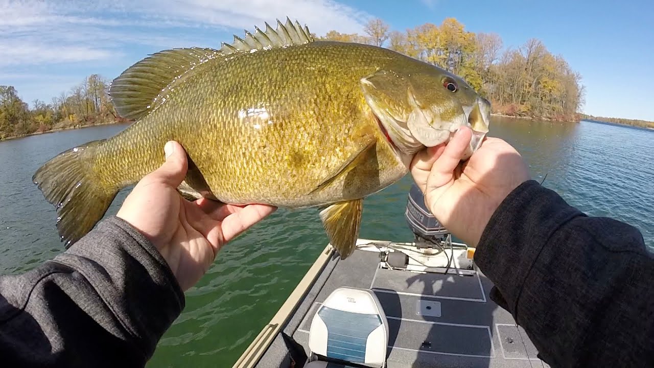 Giant Fall Smallmouth Bass On A Drop Shot - YouTube