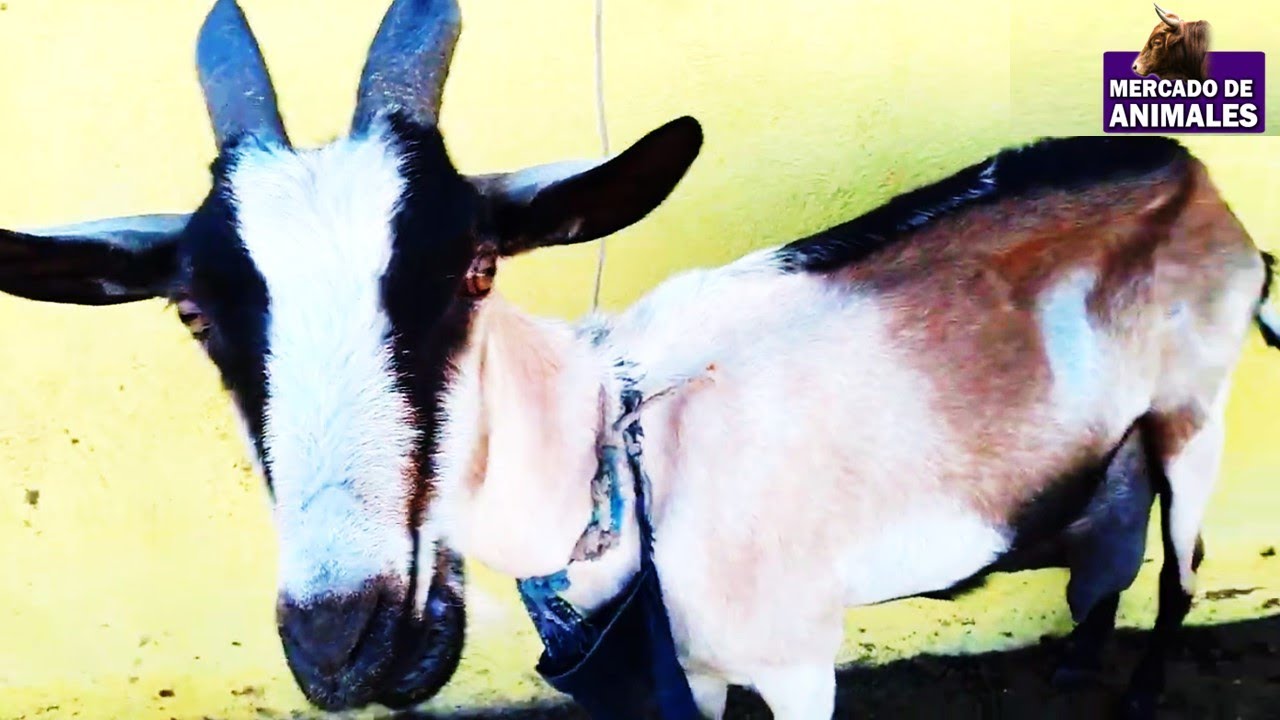 Mercado De Animales Vimos Bonitos Chivos, Cabras, y Como Hacer Una ...