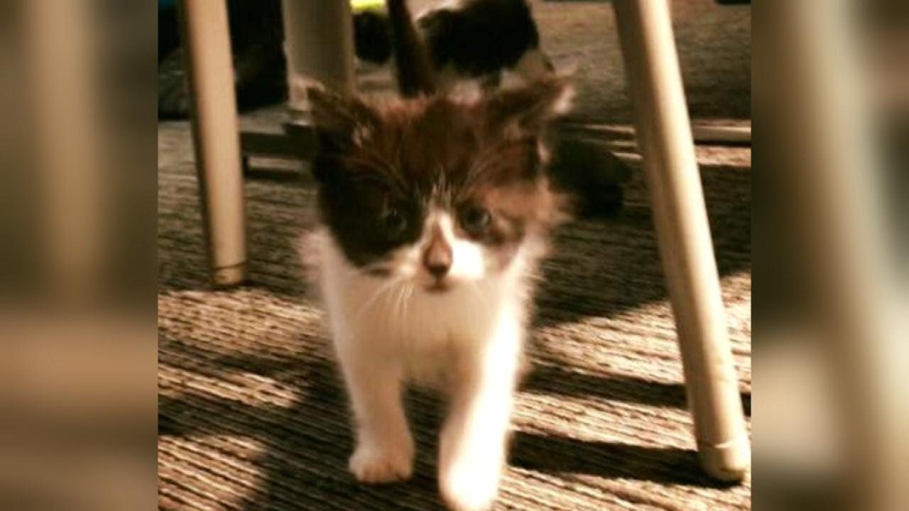 Adorable Kitten Selected to Join Police Department as Therapy Animal ...