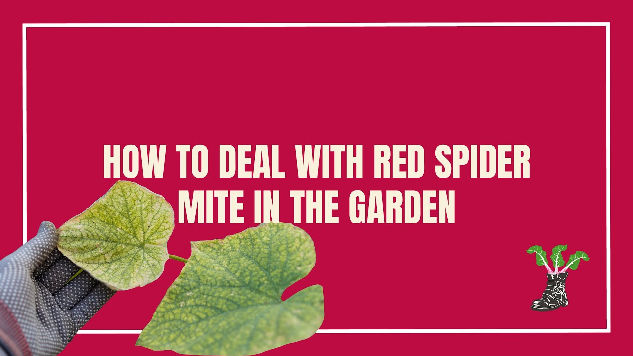 How To Deal With Red Spider Mite Naturally - YouTube