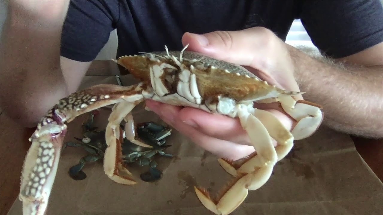 Crab Dissection - YouTube