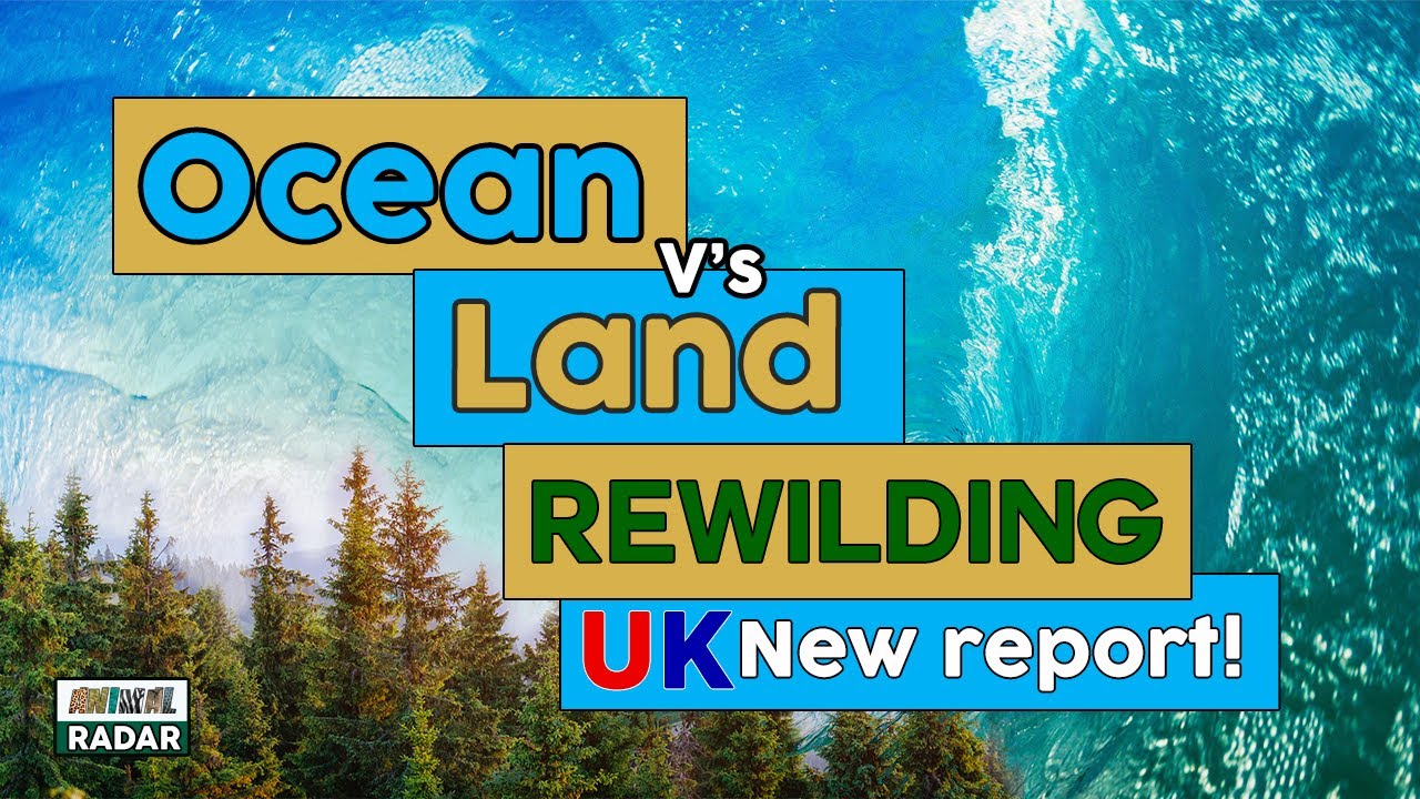 Rewilding Britain - Ocean vs Land Rewilding in the UK - YouTube