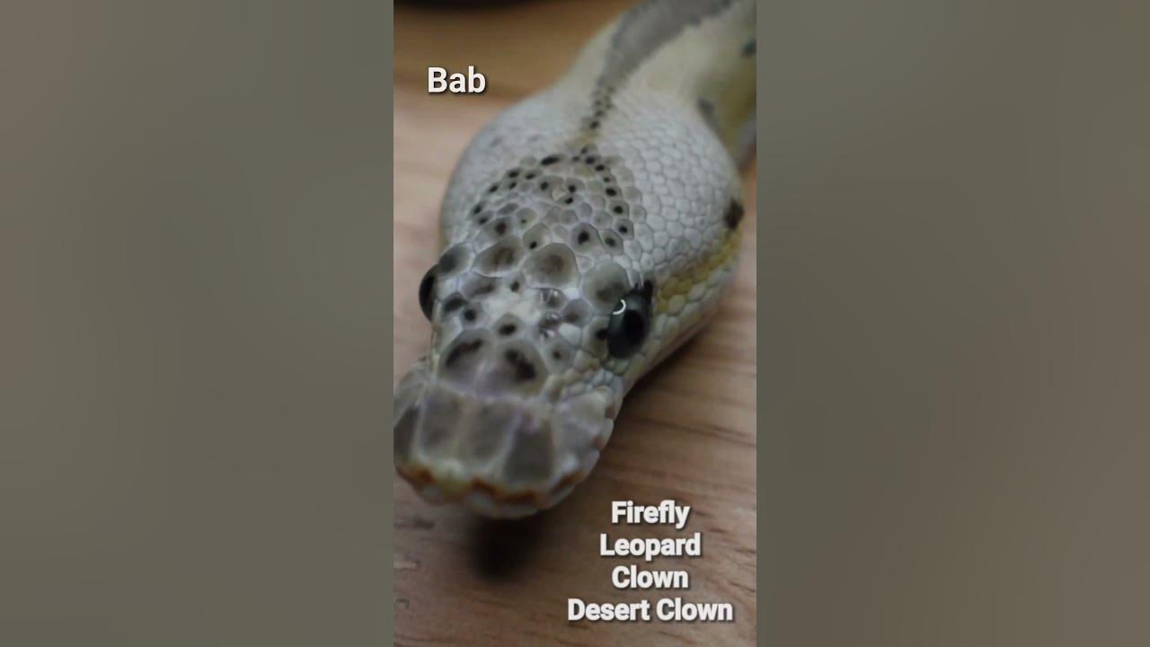 Ball Python Combos Ep.1 - YouTube