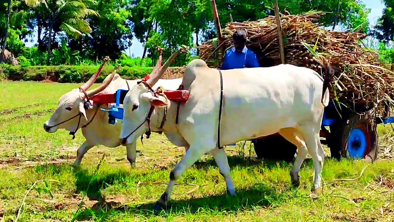bullock heavy load ride | bullock cart ride bullock cart race | bullock ...