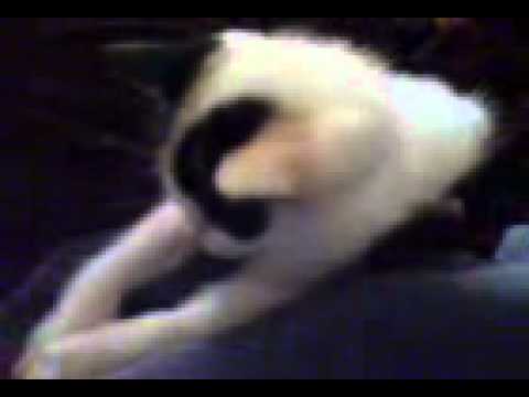 catplay.3gp