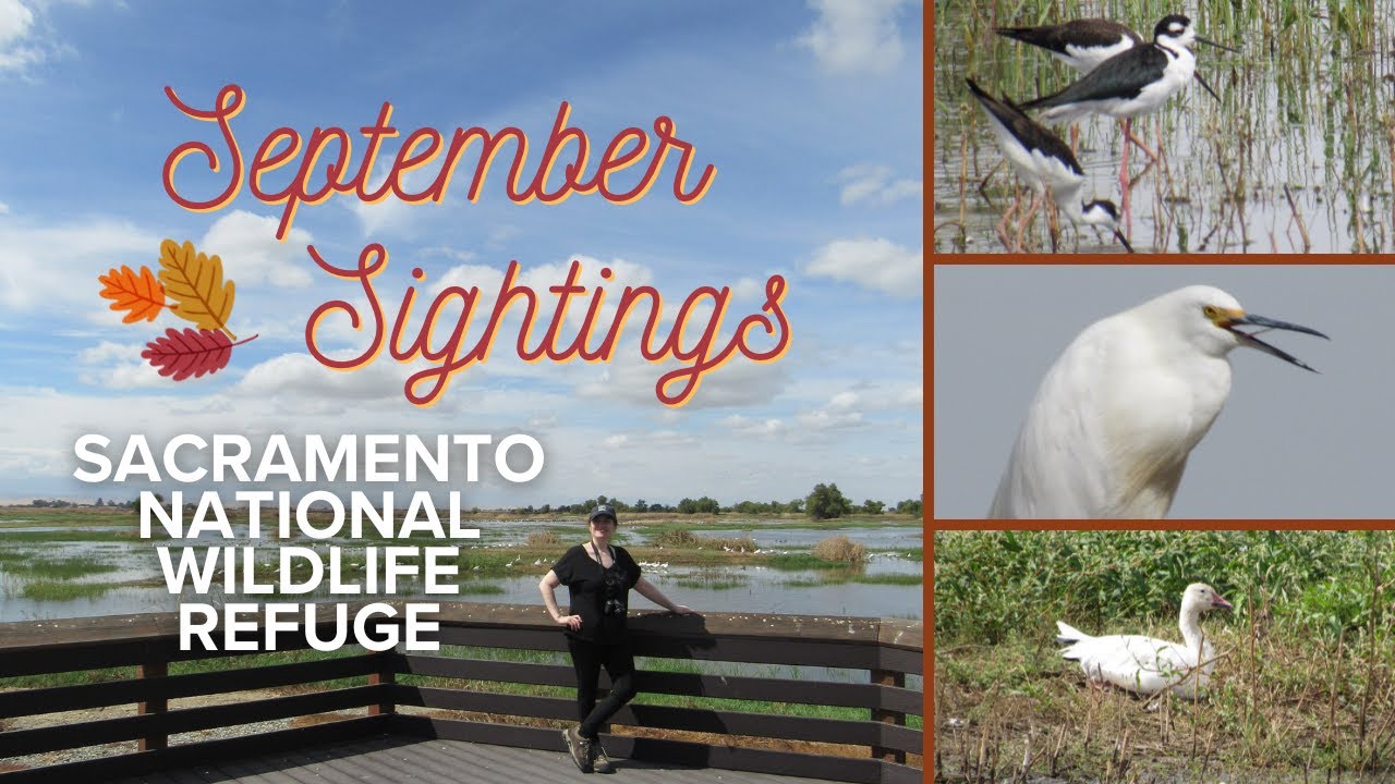Spontaneous Birding ~ September Bird Sightings #birds #birding # ...