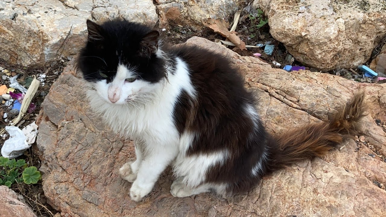 Hungry stray cat sitting on the stones by the sea. I had no food with ...