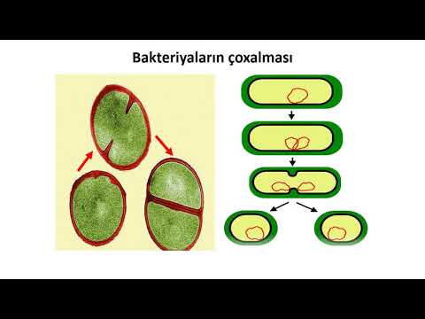 Biologiya 6-cı sinif 8. Prokariot orqanizmlər
