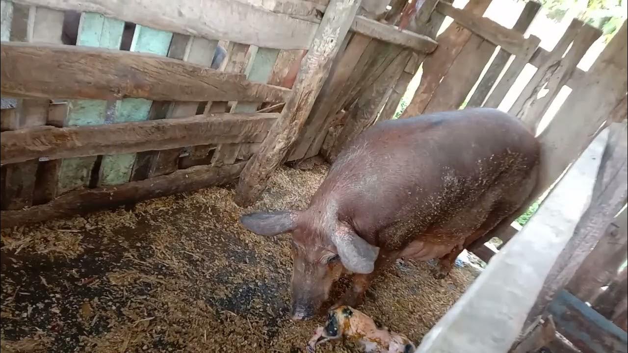 Induk Babi Beranak Cuma 3 Ekor@peternakbabish1437 - YouTube