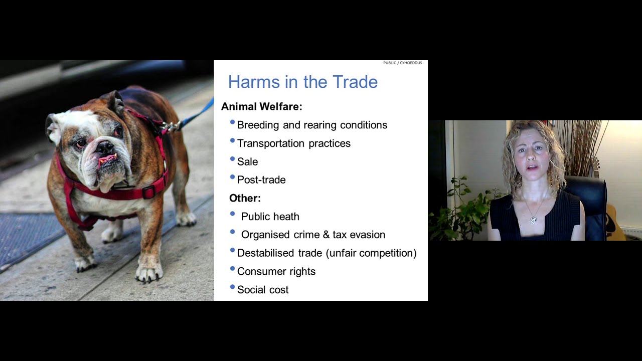 The Dog Delusion: fallacies and false beliefs that perpetuate harms to ...