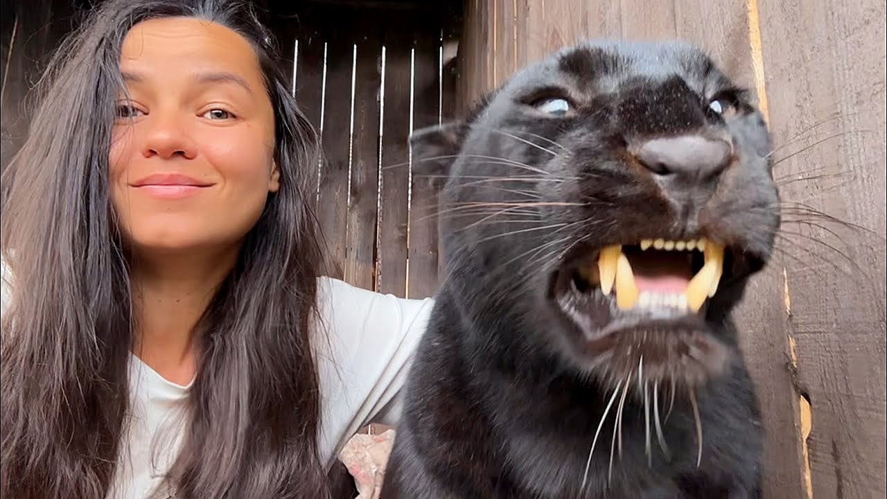 Luna the panther doesn't want to be friends 😈(ENG SUB) - YouTube