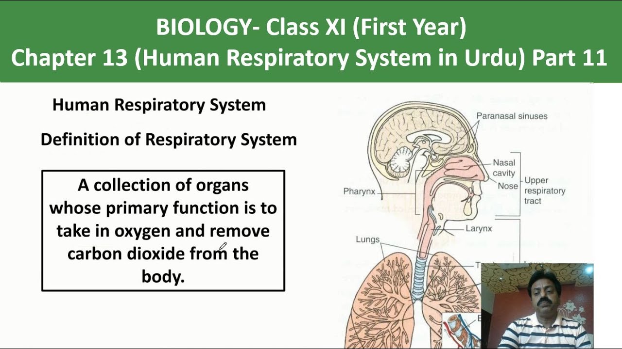 Human Respiratory System In Urdu First Year Chapter 13 Part 11 human-respiratory-system-in-urdu-first-year-chapter-13-part-11