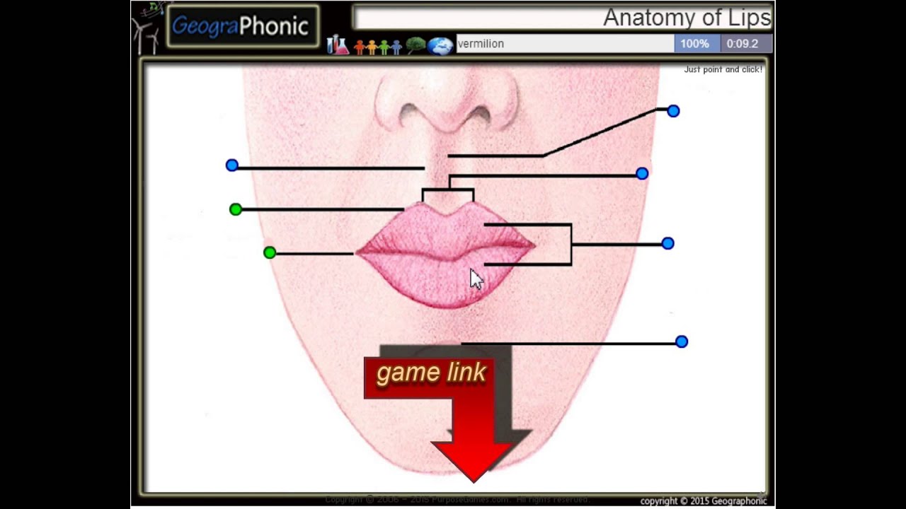 anatomie des lèvres, la colonne philtral, arc, vermillon, philtrum ...