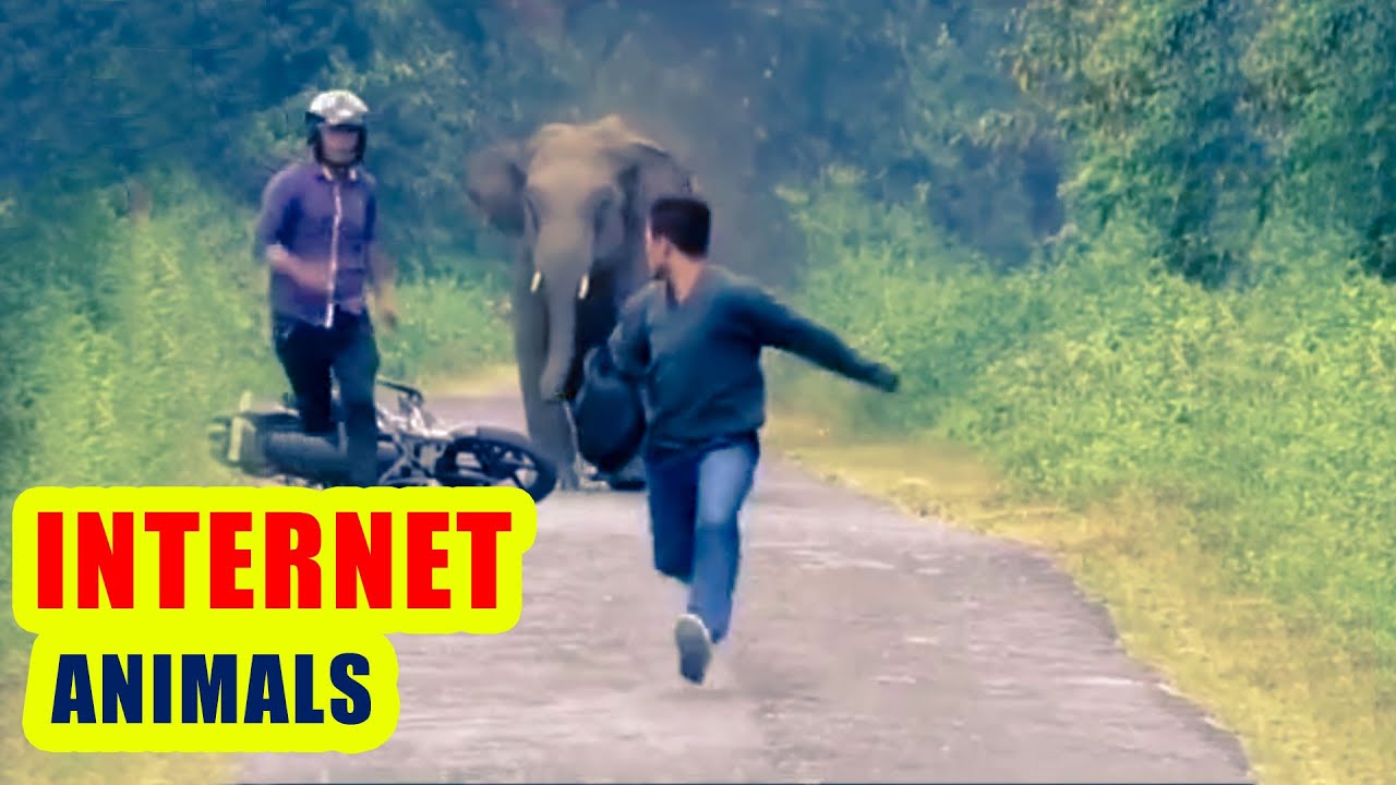 Animals Funny Moments On Internet Shorts Video - YouTube