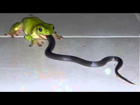 Frog swallowing a live snake - YouTube