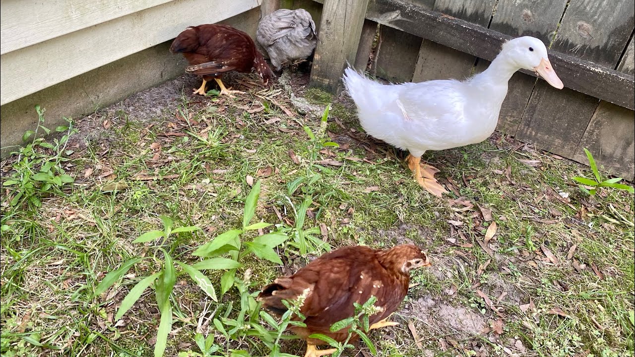 Update on Barred Rocks, Reds, Eggers and the Duck! - YouTube
