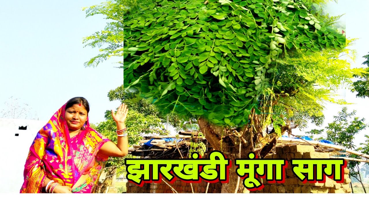 munga saag | munga saag recipe |मुनगा की सब्जी कैसे बनाएं |मुनगा के ...