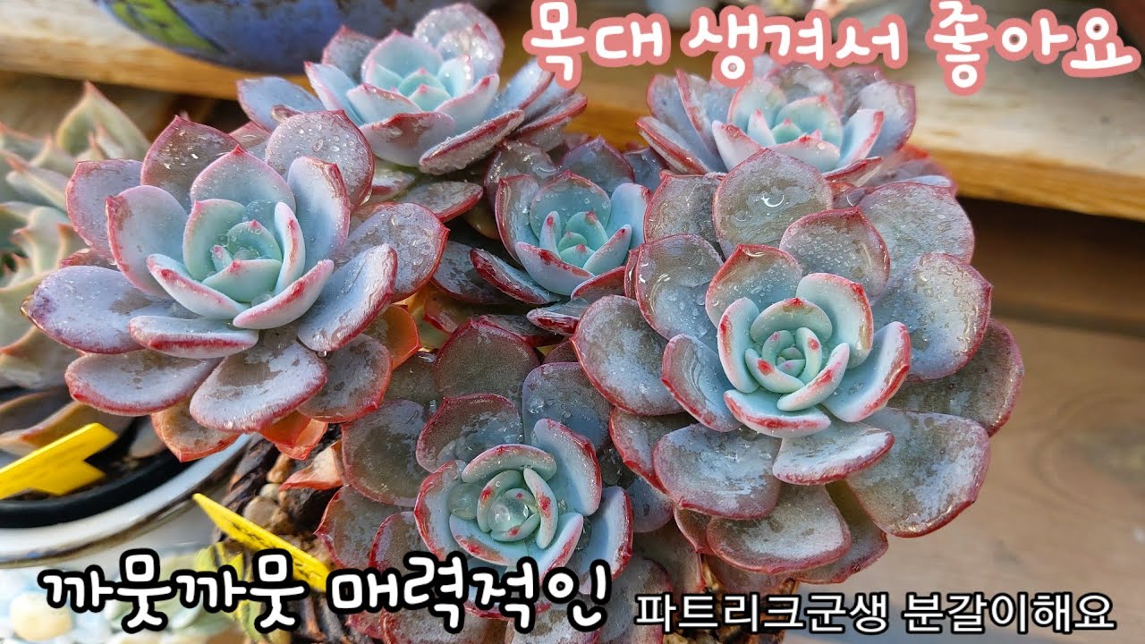 파트리크군생 분갈이해요 프리티다육에서 온 파트리크가 목대가 생겨서 너무 좋아요~~ 색감이 이렇게 예뻐요 까뭇까뭇한 색감