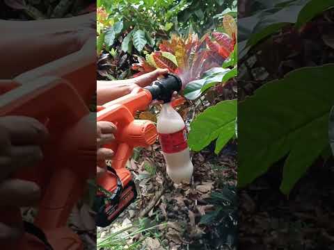 Paano puksain ang mga dapulak sa dahon ng mga halaman #shorts - YouTube