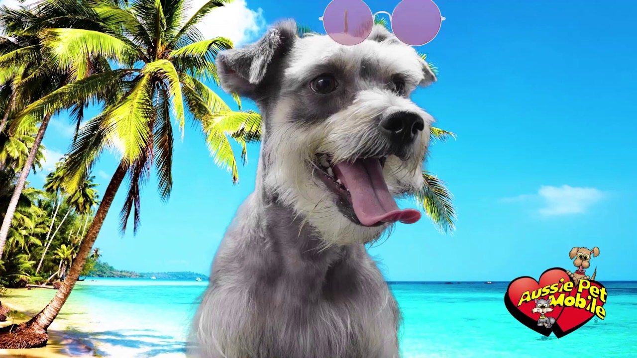 Mobile Pet Grooming Commercial YouTube mobile-pet-grooming-commercial-youtube