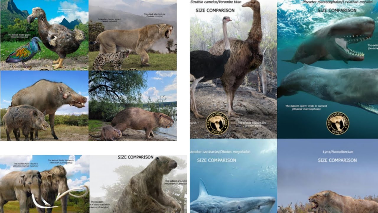 Living and Extinct Animals Size comparison - YouTube