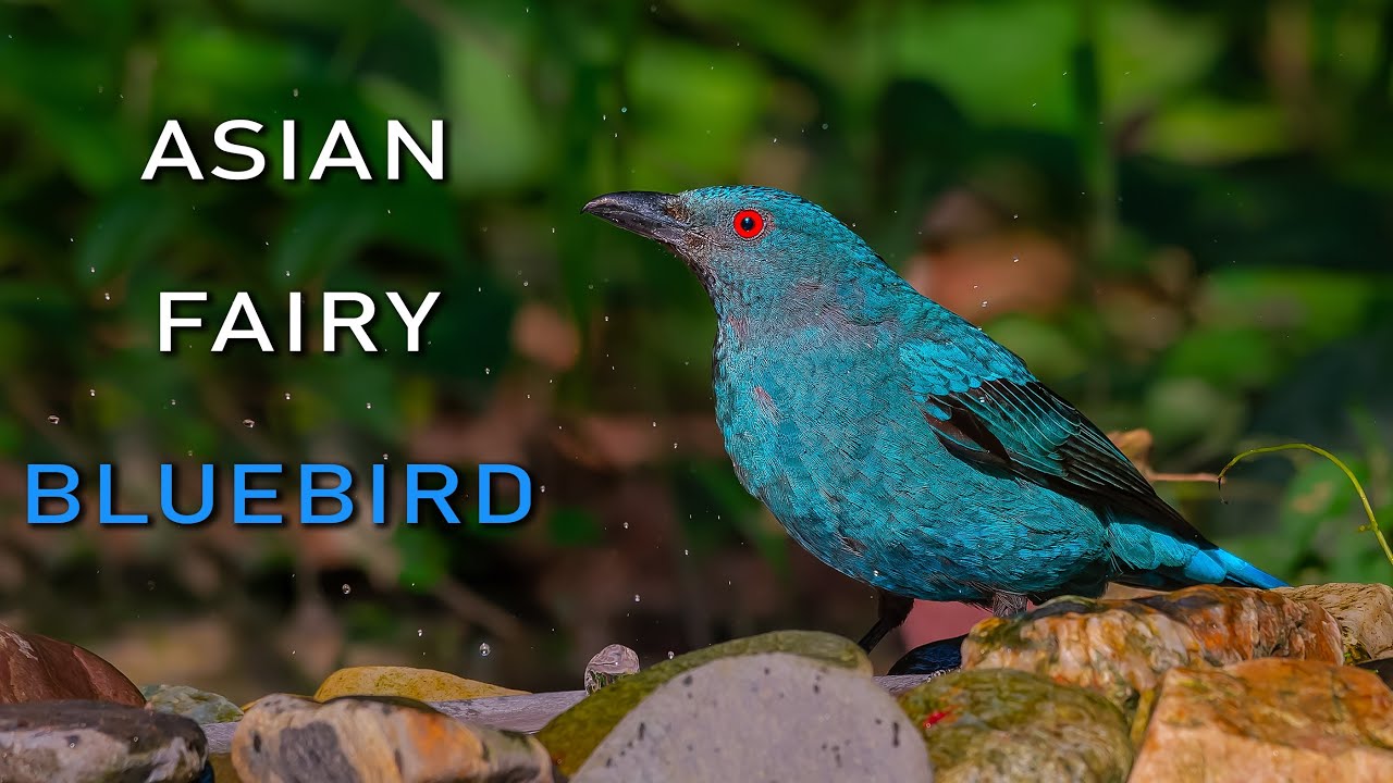 Asian Fairy Bluebird || 4K || Captured With Nikon D7500 And Nikon 200 ...
